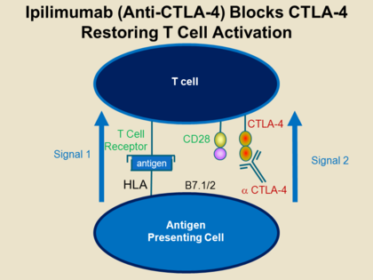 Ipilimumab (Anti-CTLA-4) Blocks CTLA-4 Restoring T Cell Activation - Immunotherapy for Prostate ...