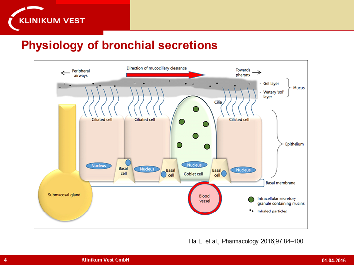 Physiology of Bronchial Secretions (Continued) - Airway Secretion and ...