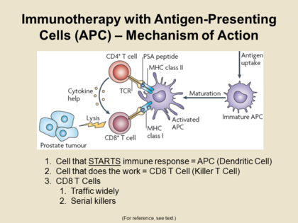 Immunotherapy with Antigen - Presenting Cells (APC) - Mechanism of ...