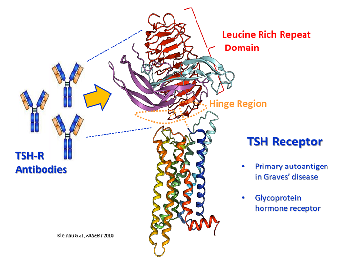 TSH Receptor Antibodies: Nomenclature, Functionality and Assay Comparison