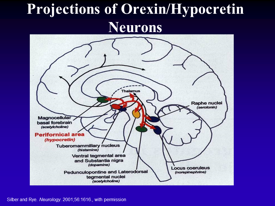 Hypocretin Neurons
