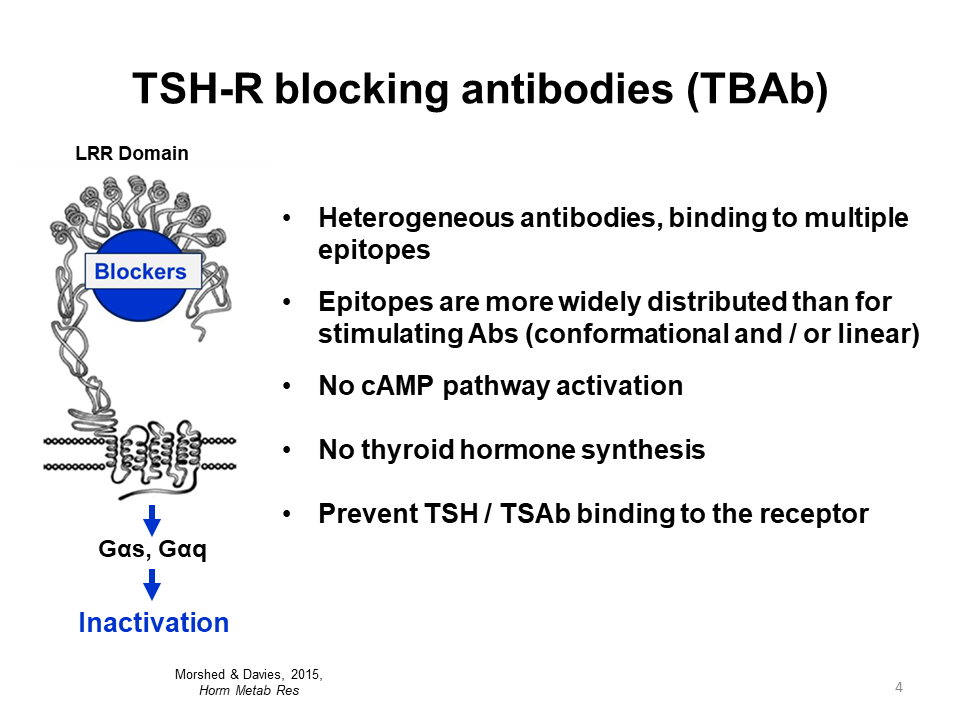 TSH Receptor Antibodies, Clinical Applications and Clinical Relevance