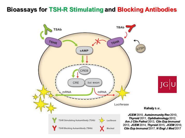 Bioassays for TSH-R Stimulating and Blocking Antibodies - TSH Receptor ...