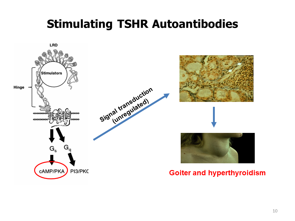 TSH Receptor Antibodies, Clinical Applications and Clinical Relevance