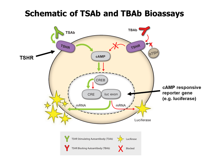 Schematic of TSAb and TBAb Bioassays - Autoantibodies to the Thyroid ...