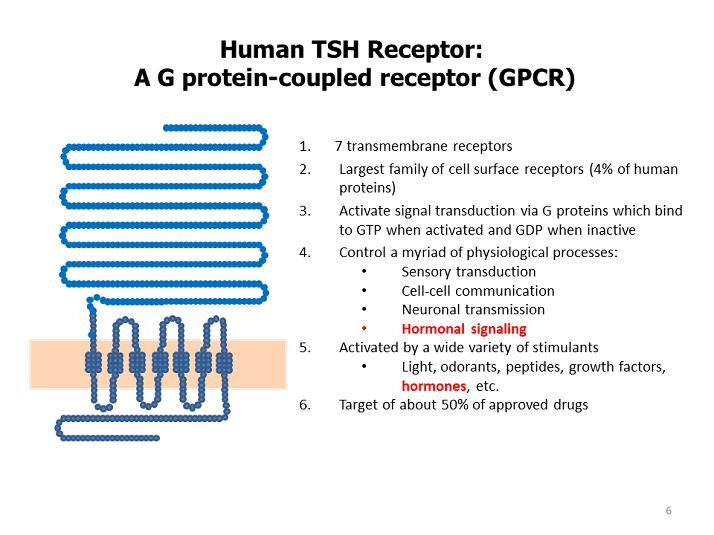 Human TSH Receptor: A G protein-coupled receptor (GPCR ...