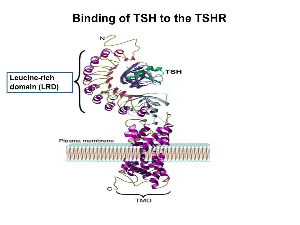 TSH Receptor Antibodies, Clinical Applications and Clinical Relevance