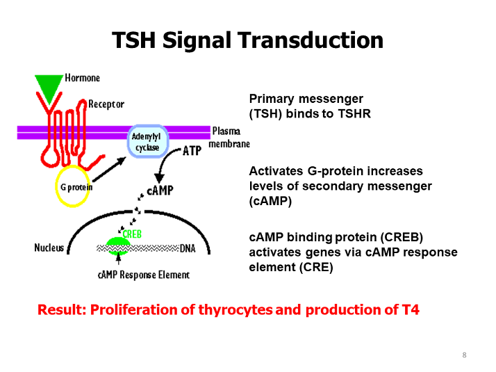 TSH Signal Transduction - Autoantibodies to the Thyroid-Stimulating Hormone Receptor (TSHR ...
