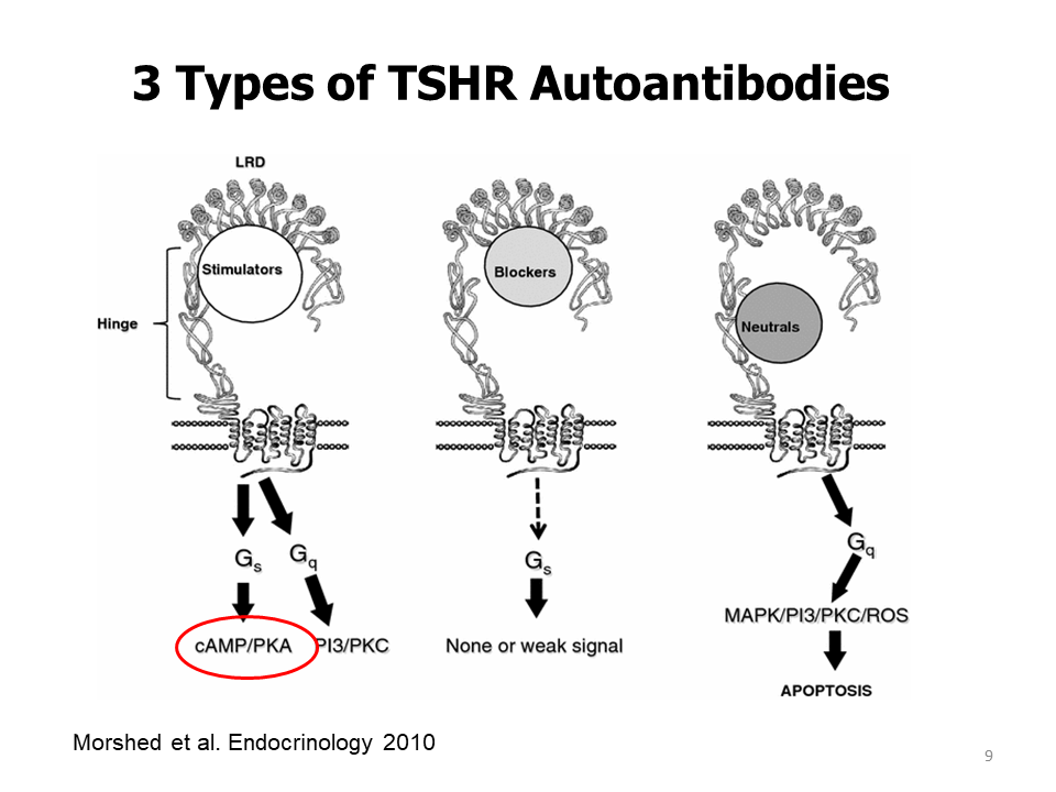 TSH Receptor Antibodies, Clinical Applications and Clinical Relevance