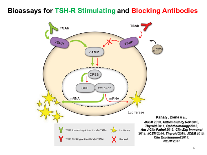 Bioassays for TSH-R Stimulating and Blocking Antibodies - Blocking TSH ...