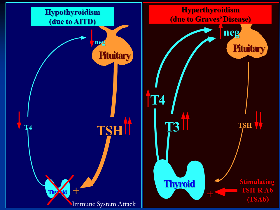 TSH Receptor Antibodies, Clinical Applications and Clinical Relevance