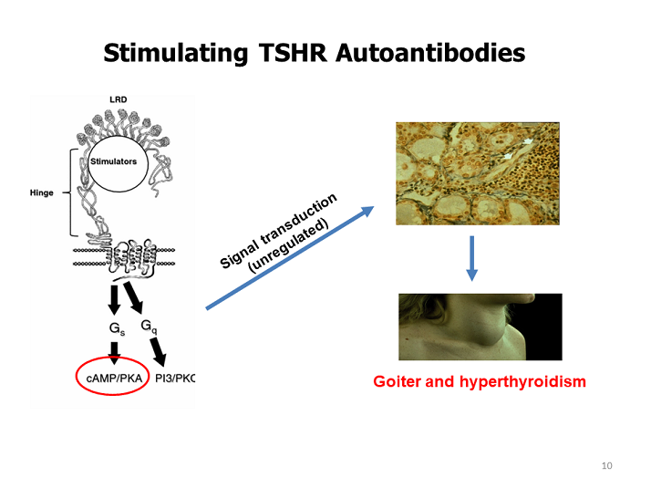 Stimulating TSHR Autoantibodies - Autoantibodies to the Thyroid ...