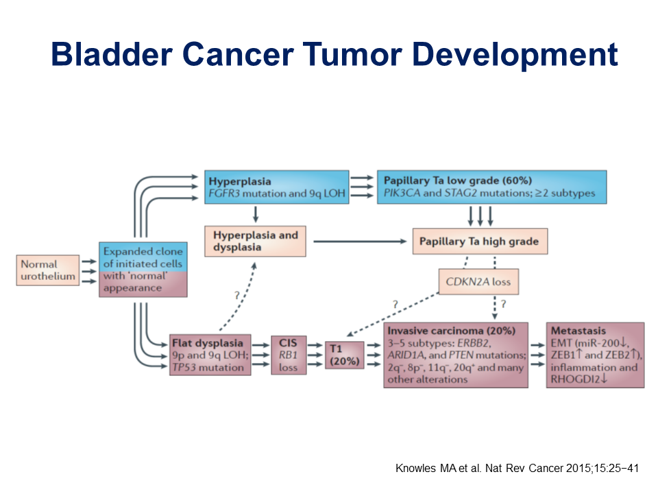 Educational Centre:Current Clinical Problems in Bladder Cancer