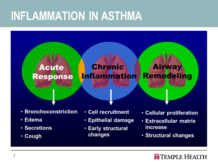 Inflammation in Asthma - Treatment Options for Severe Persistent Asthma ...