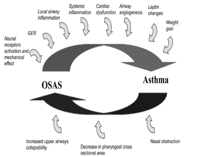 OSAS and Asthma Cycle - Asthma Mimickers and Exacerbators - Temple Lung ...